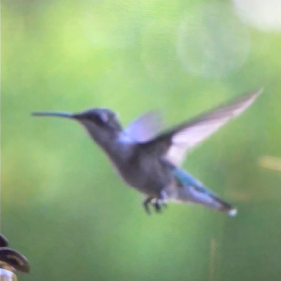Other | Hummingbird Photos | Poshmark
